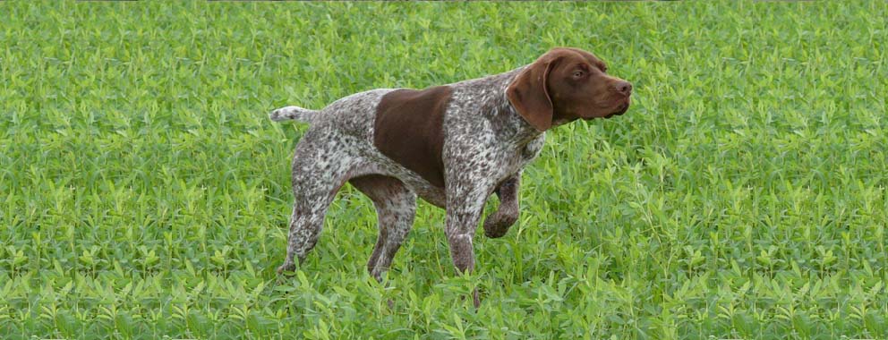 Braco Frances Tipo Gascuña - Alianz Federation