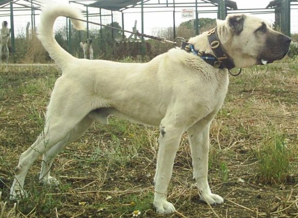 TURKISH SHEPHERD DOG BOZ - Alianz Federation