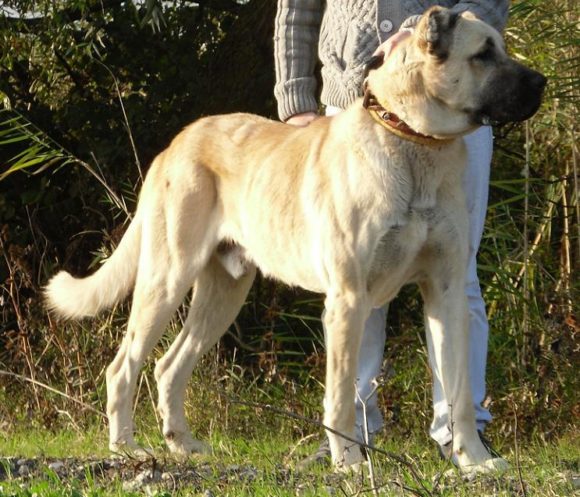 TURKISH SHEPHERD DOG BOZ - Alianz Federation