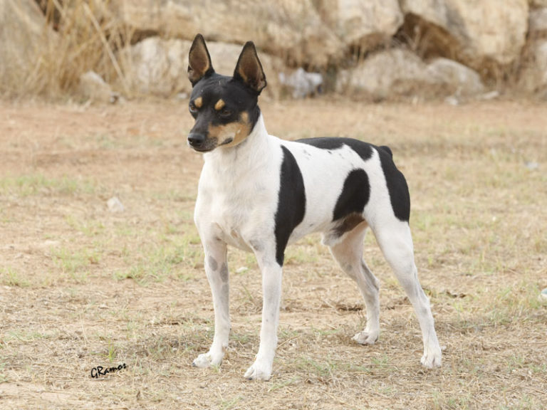 RATONERO VALENCIANO - Alianz Federation