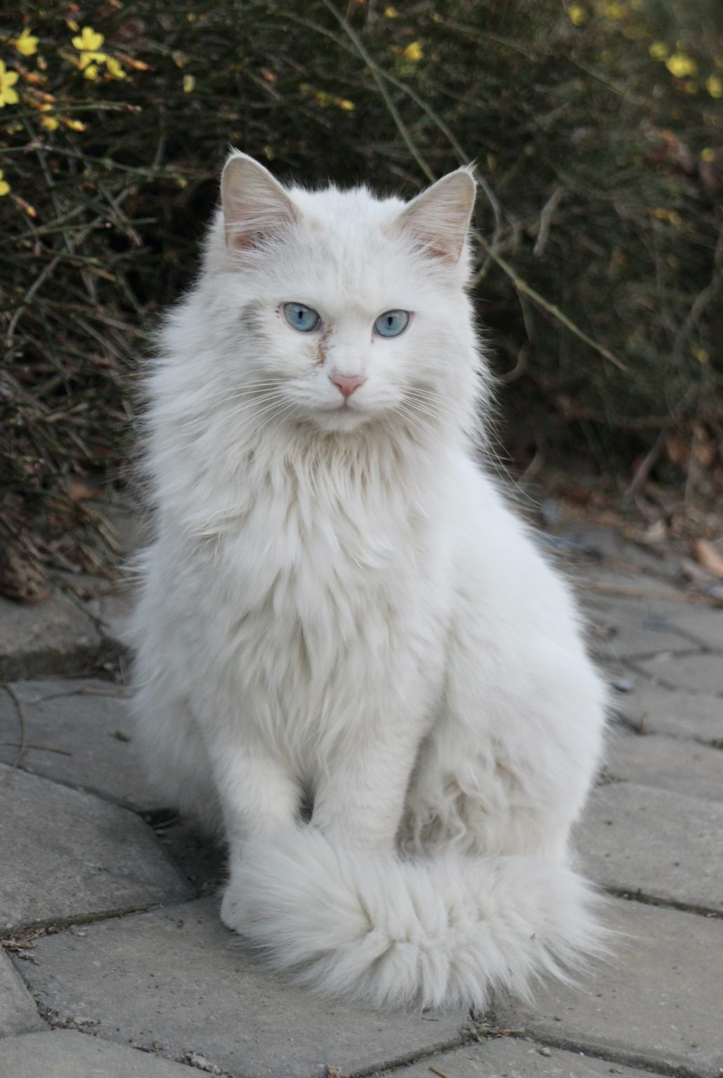Gato Angora Turco - Alianz Federation