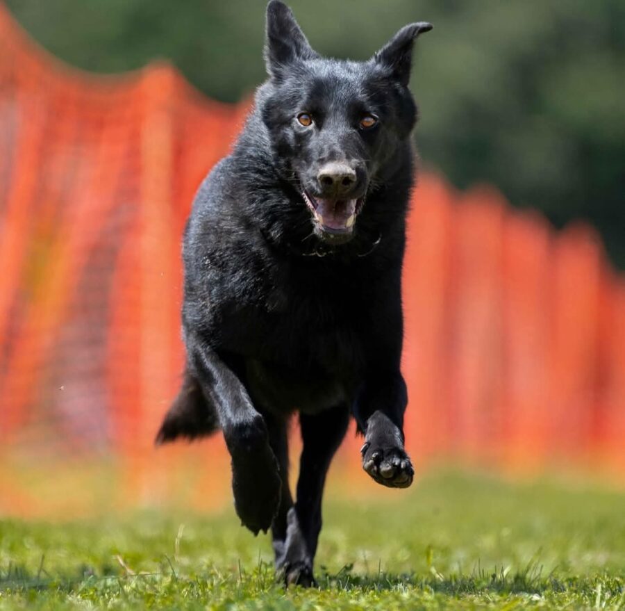 Calupoh: El Perro Lobo Mexicano – Poder, Historia y Espíritu ...