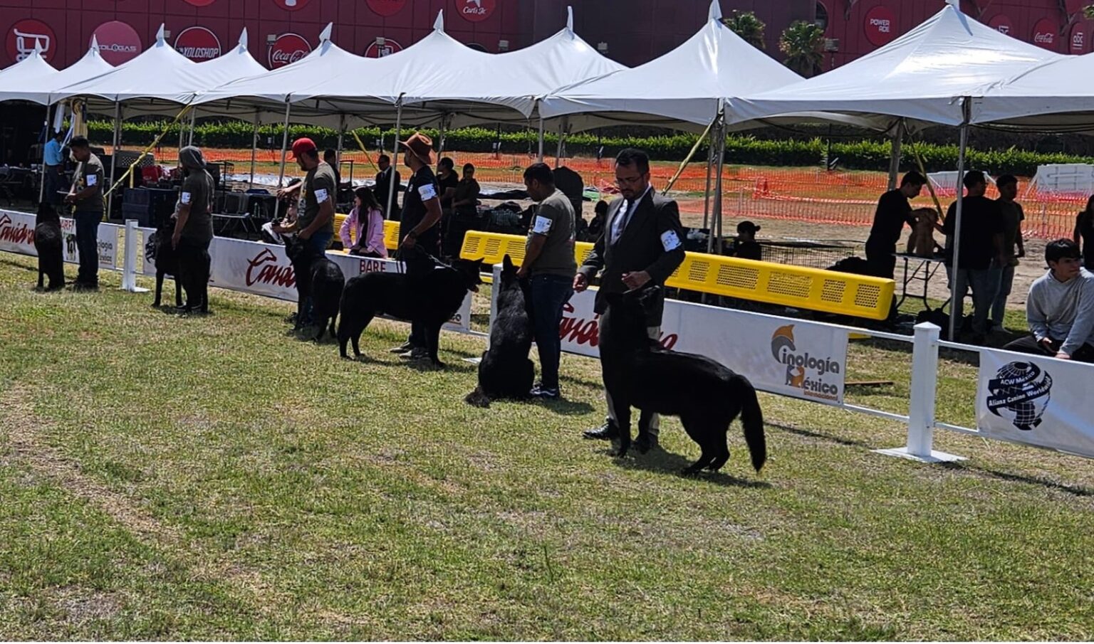 Calupoh: El Perro Lobo Mexicano – Poder, Historia y Espíritu ...